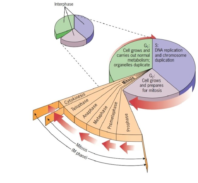 [PDF] Cell Cycle Regulation And Checkpoints Notes