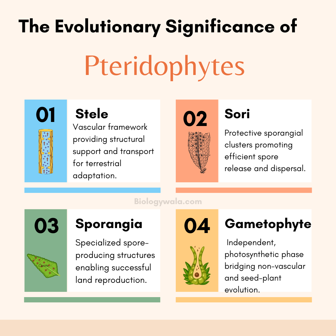 The Evolutionary Significance Of Stele, Sori, Sporangia, And ...