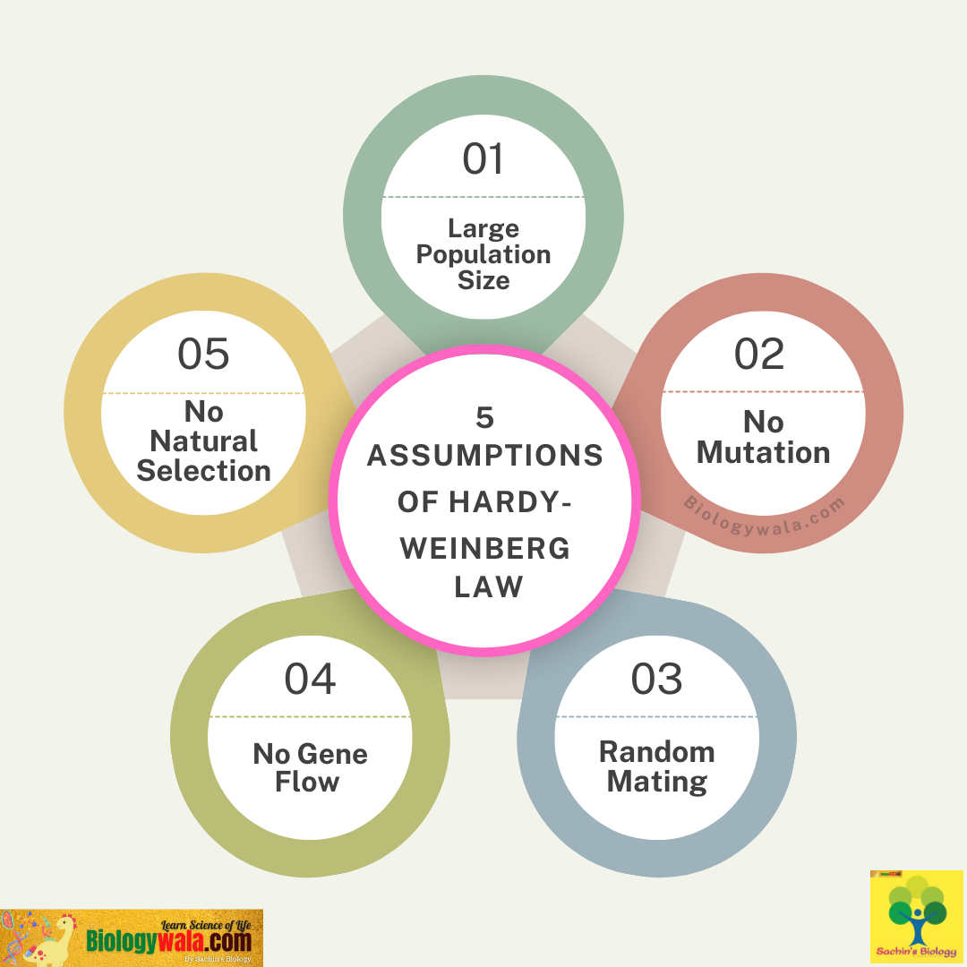Download Comprehensive Hardy-Weinberg Law Notes: 5 Assumptions